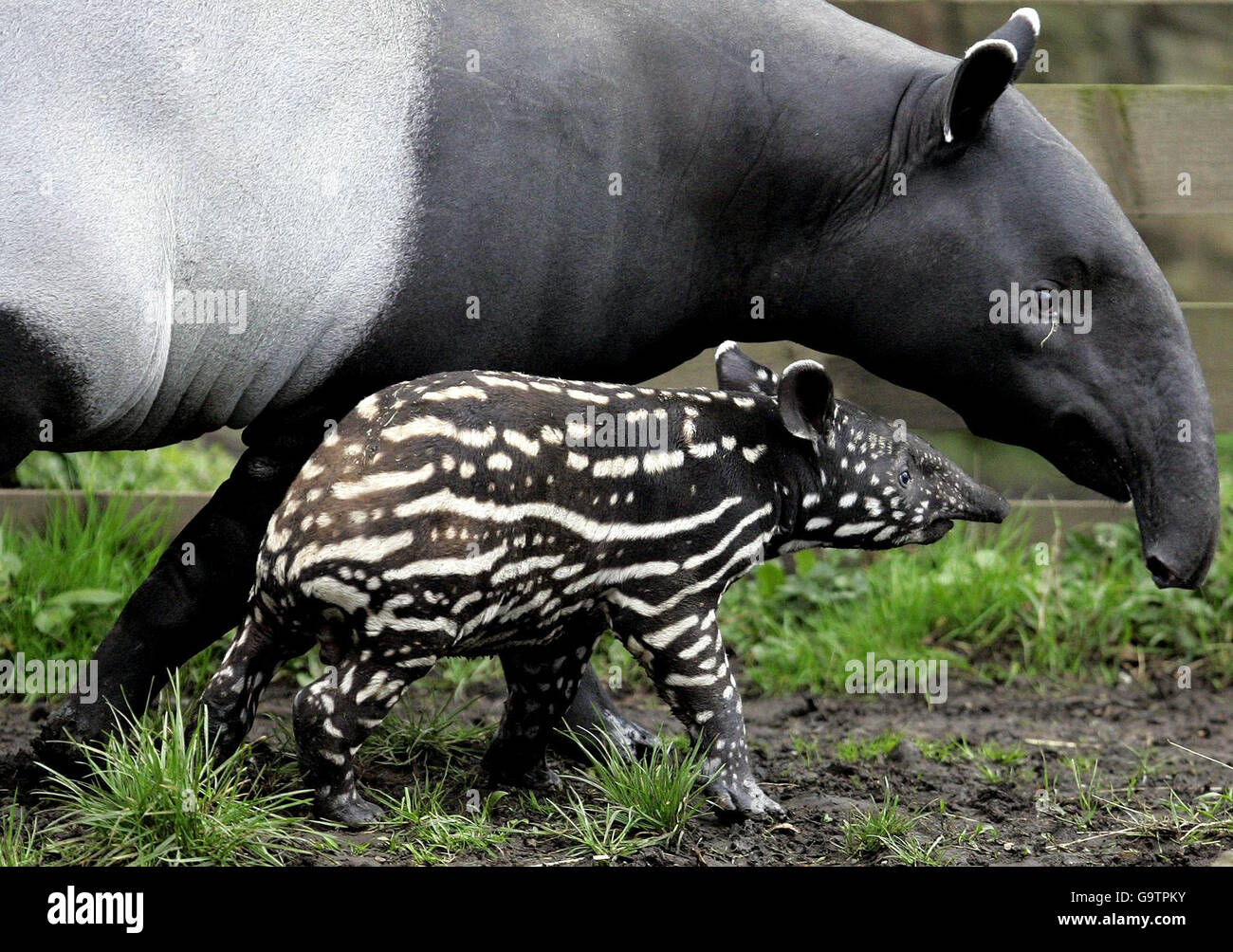Baby tapir born at Edinburgh zoo Stock Photo - Alamy