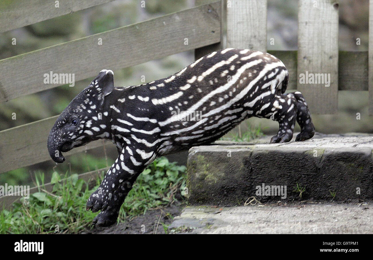 Vasan, a baby Tapir exploring its enclosure at Edinburgh Zoo Stock ...