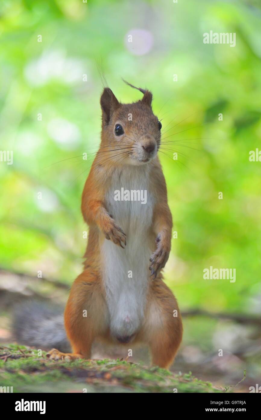 Standing squirrel hi-res stock photography and images - Alamy