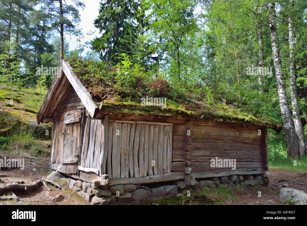 A barn with plants growing on the roof in forest Stock Photo - Alamy
