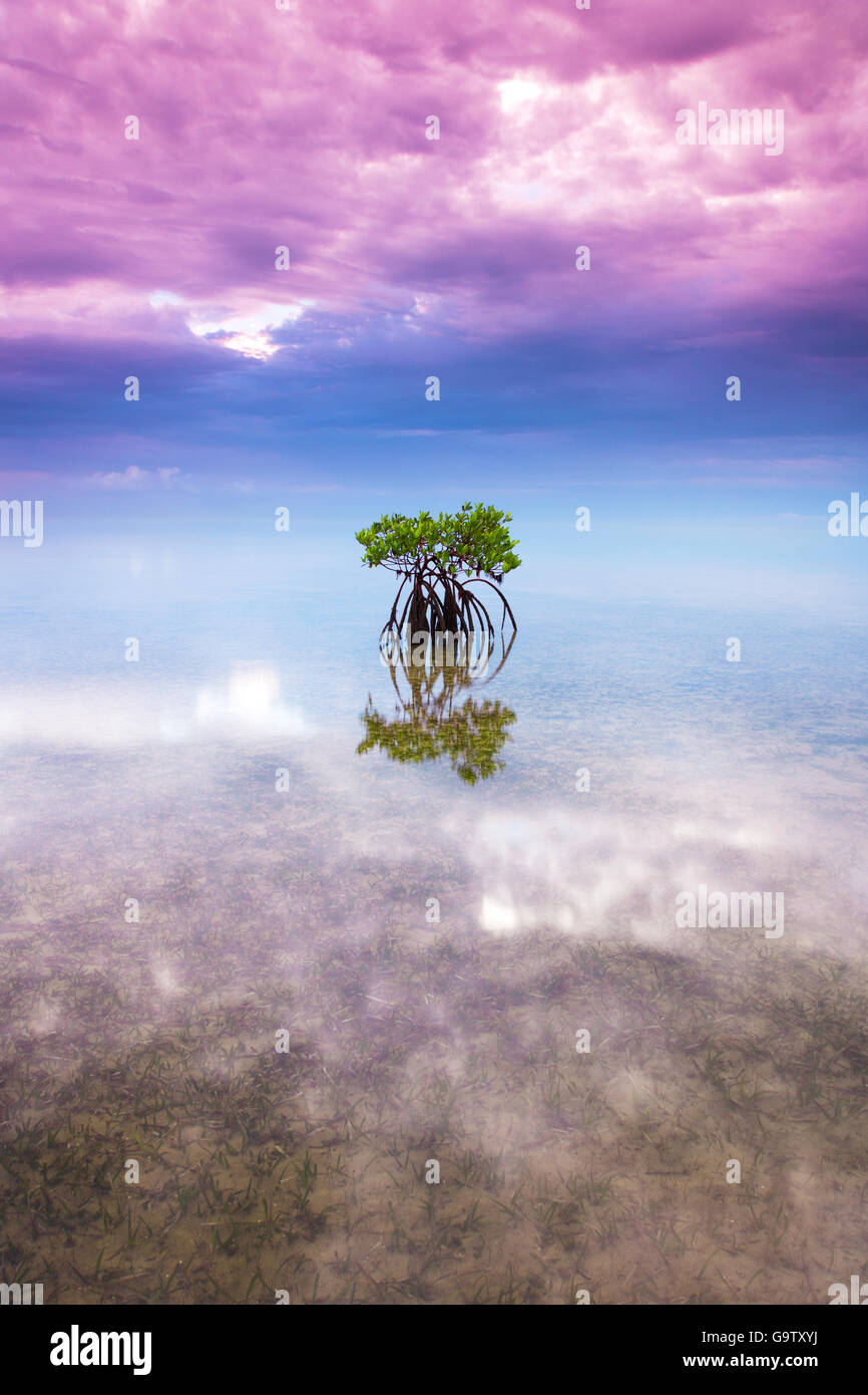 A single mangrove surrounded by colorful sky and reflections in the ...