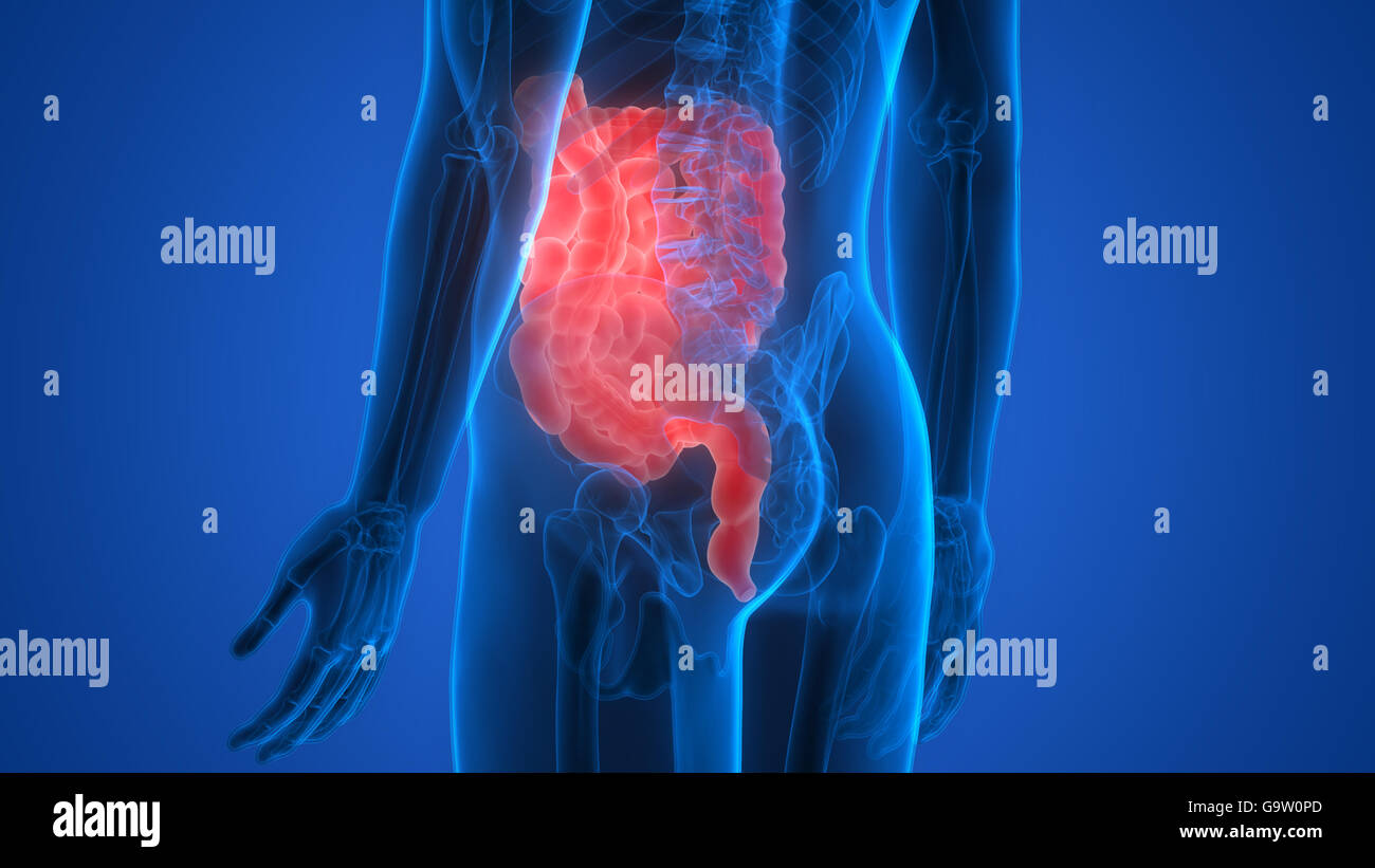 Human Digestive System Large and Small Intestine Anatomy Stock Photo ...