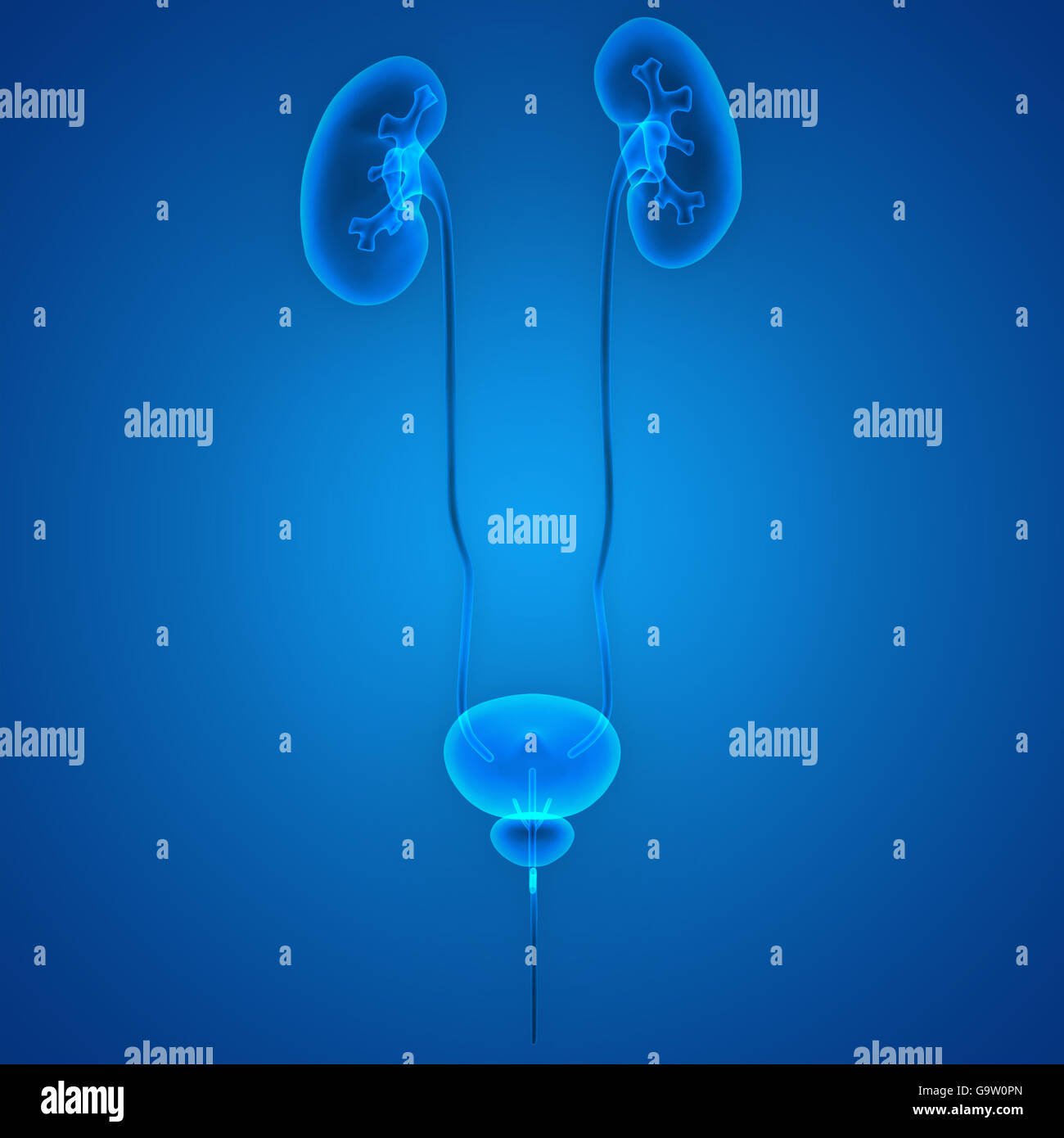 Anatomy kidney hi-res stock photography and images - Alamy