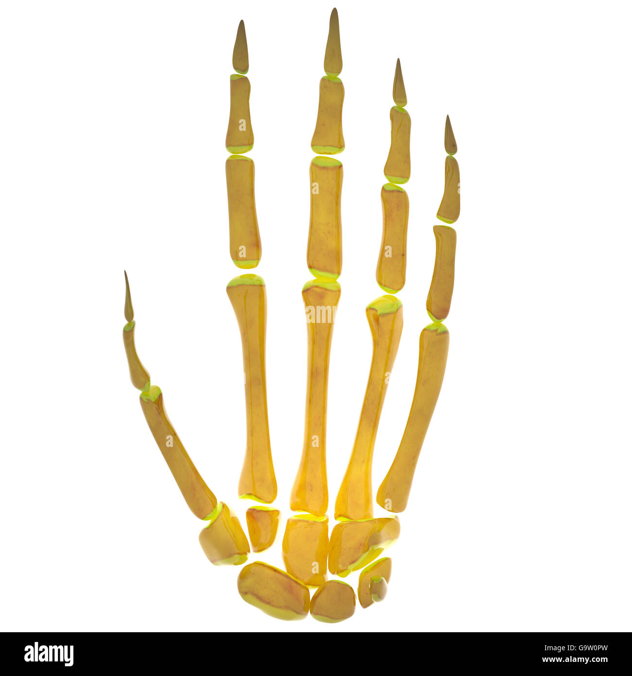 Human Skeleton System Bone Joints Anatomy Stock Photo - Alamy