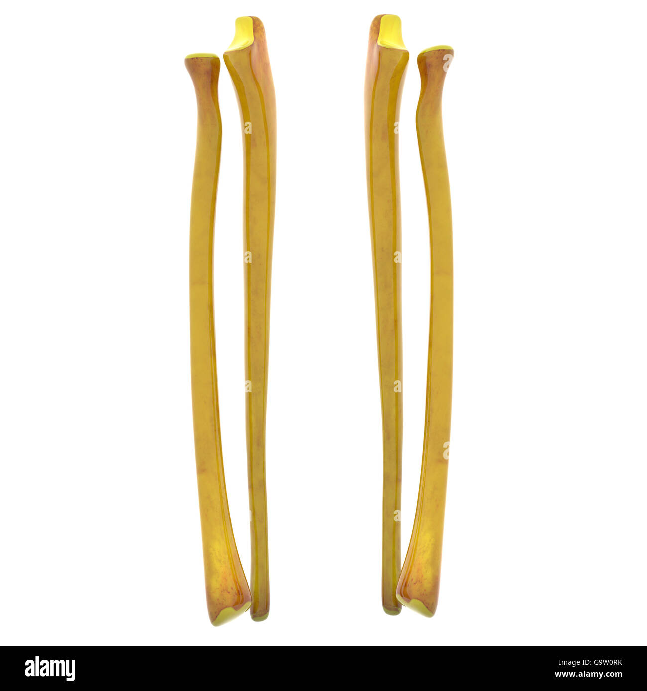 Human Skeleton System Bone Joints Anatomy Stock Photo - Alamy