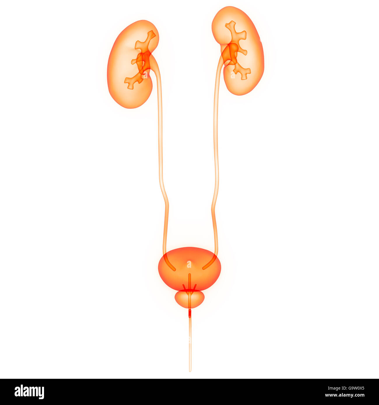 Human Body Organs Anatomy (Kidneys Stock Photo - Alamy