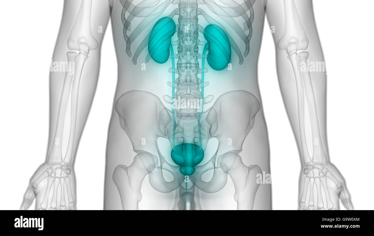 Human Body Organs Anatomy (Kidneys Stock Photo - Alamy