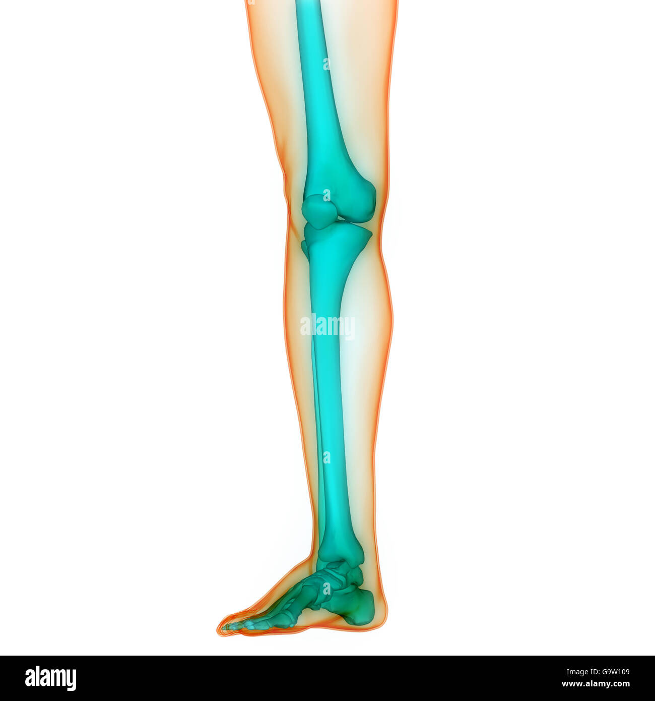Human Skeleton System Bone Joints Anatomy Stock Photo - Alamy