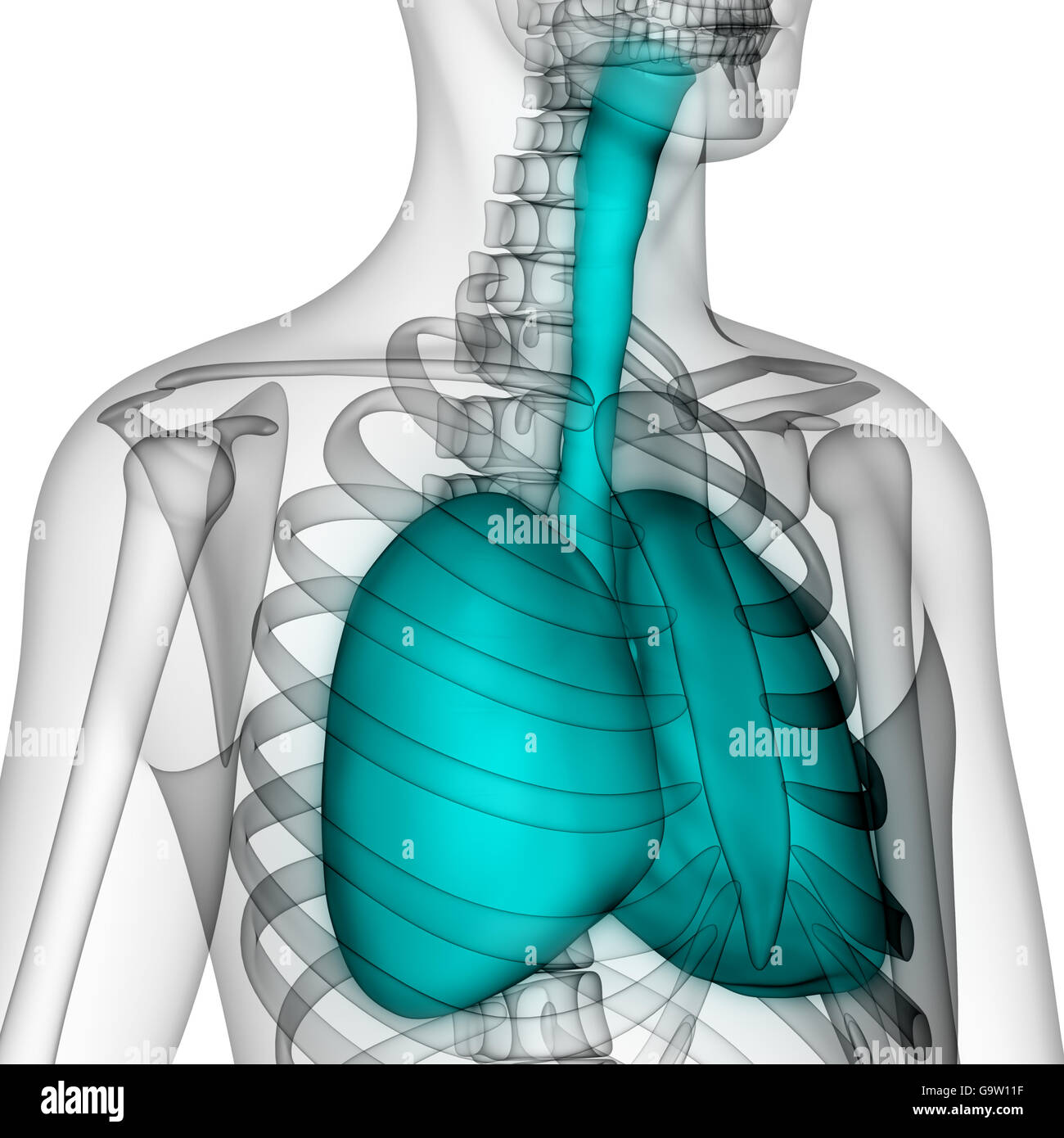 Ray human lungs hi-res stock photography and images - Alamy