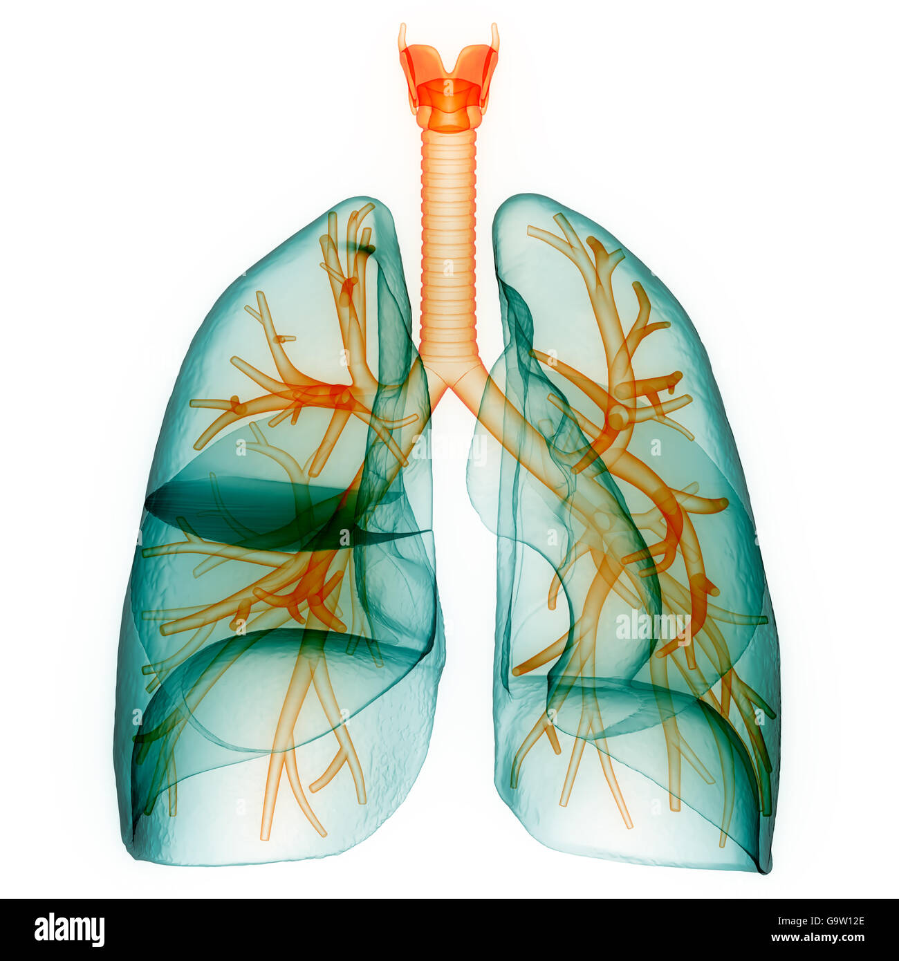 Human Respiratory System Lungs Anatomy Stock Photo - Alamy