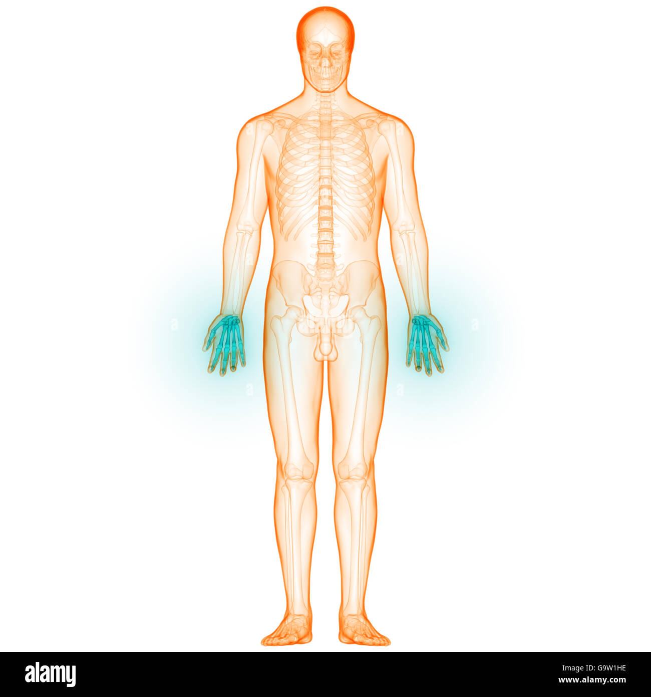 Hand joints illustration hi-res stock photography and images - Alamy