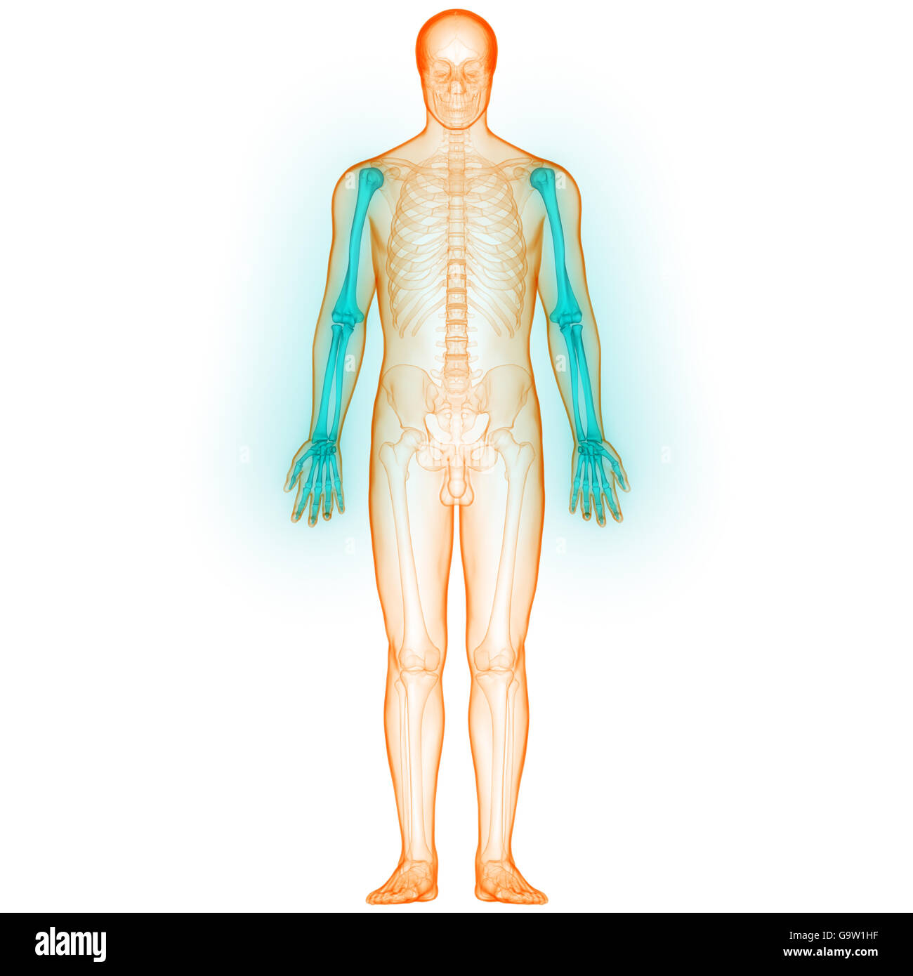Human body joints illustration hi-res stock photography and images - Alamy