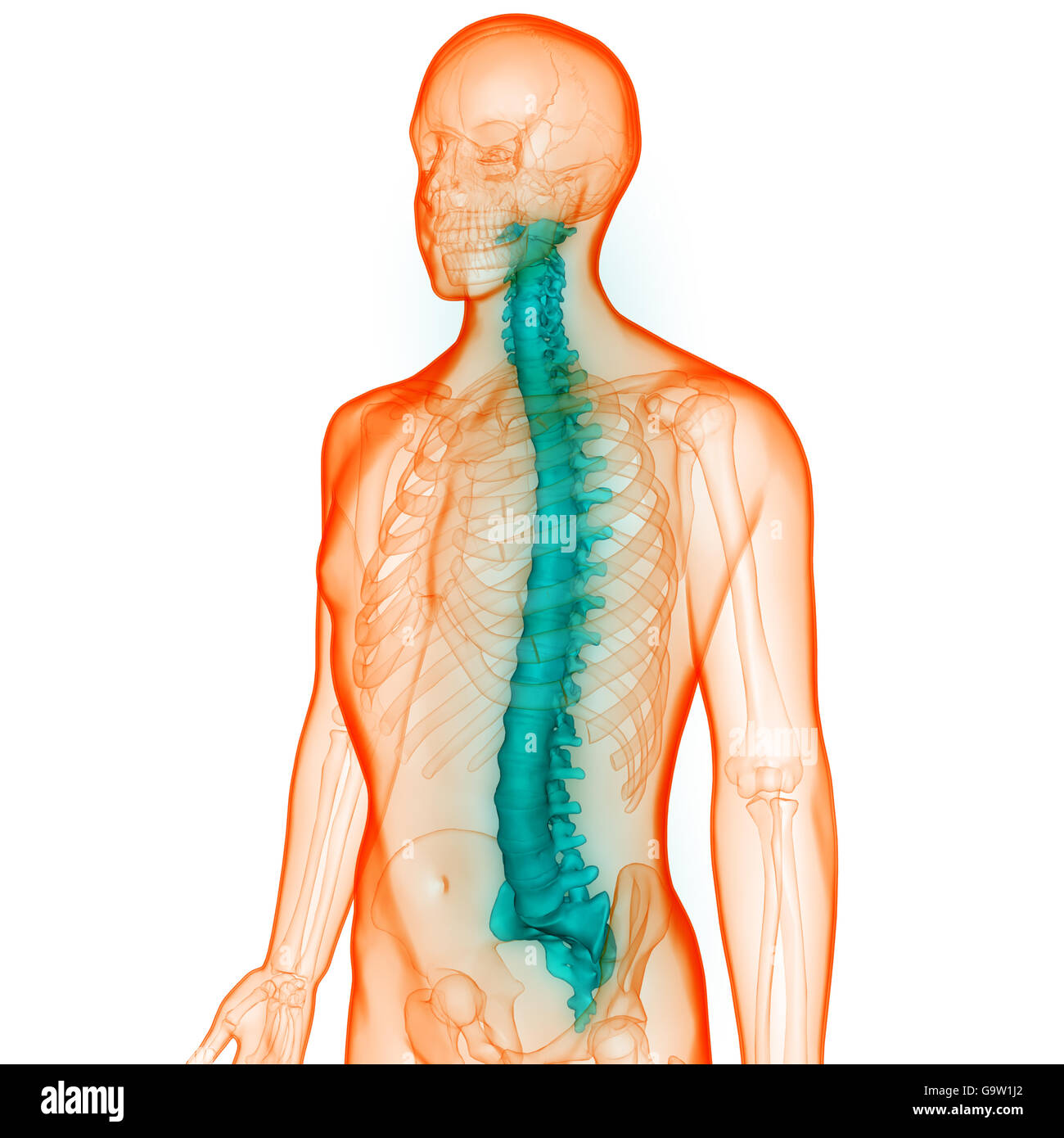 3d human body knee pain hi-res stock photography and images - Alamy