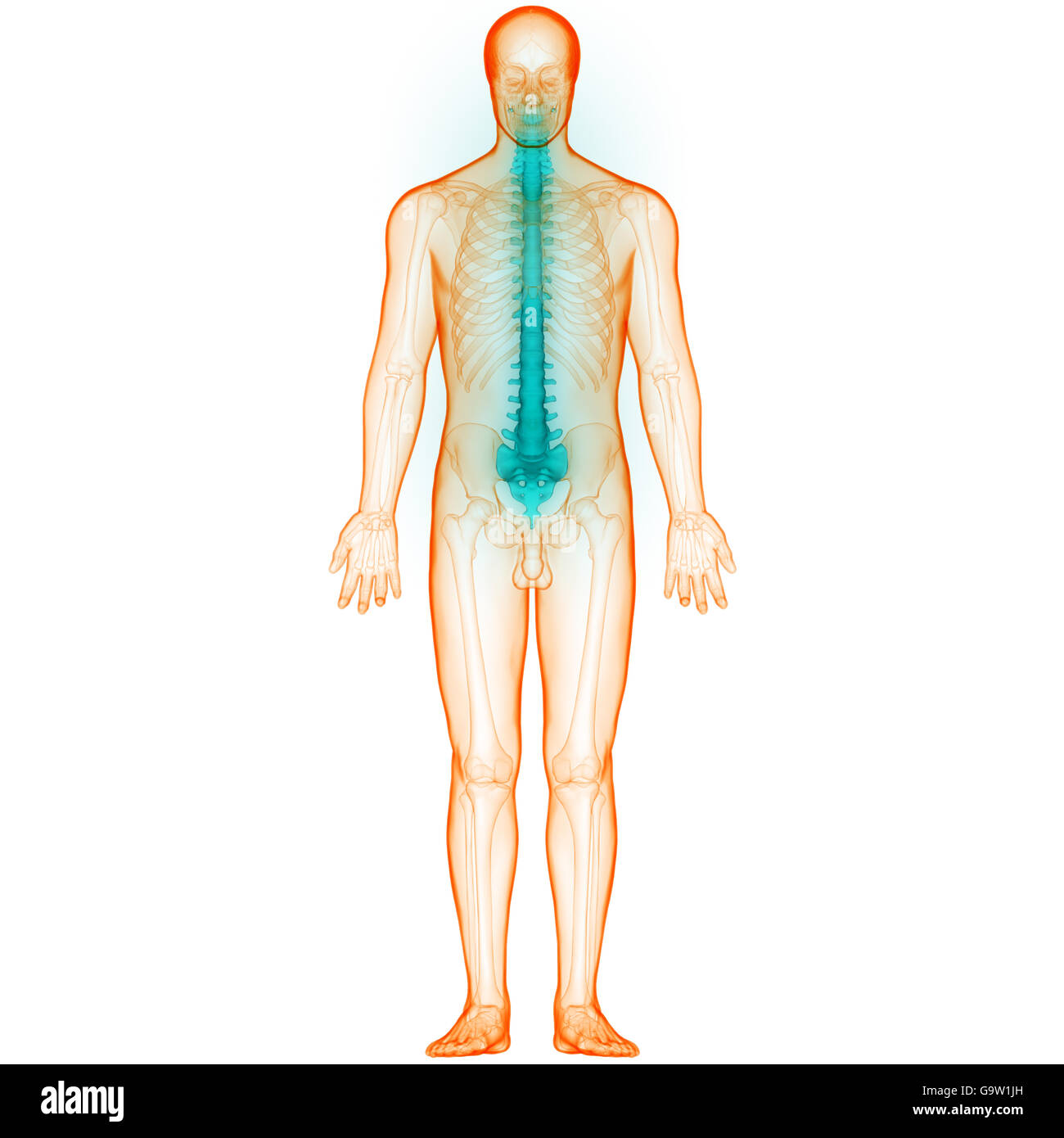 Human Body Bone Pains (Spinal Cord Stock Photo - Alamy