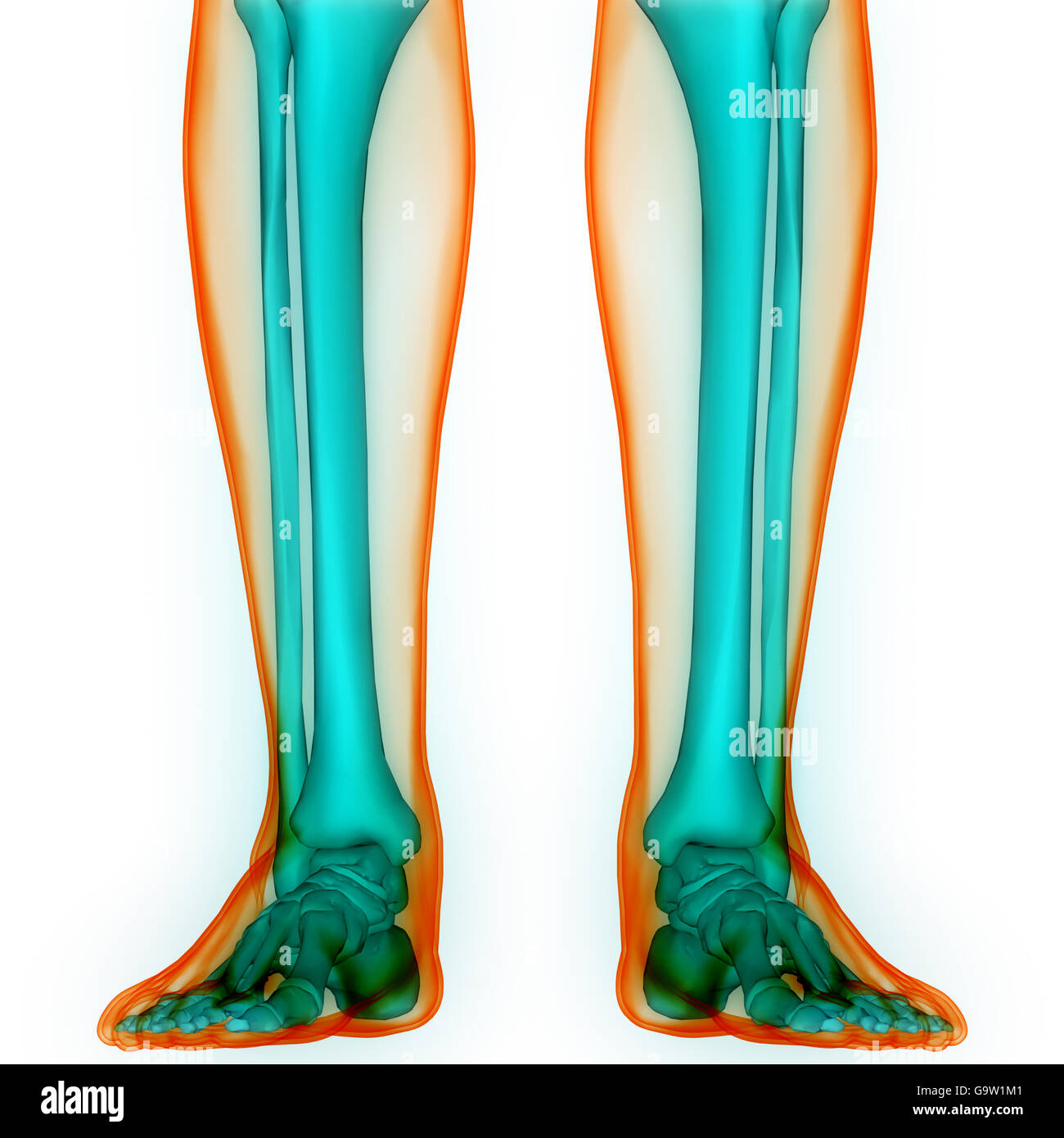 Human Skeleton System Bone Joints Anatomy Stock Photo - Alamy