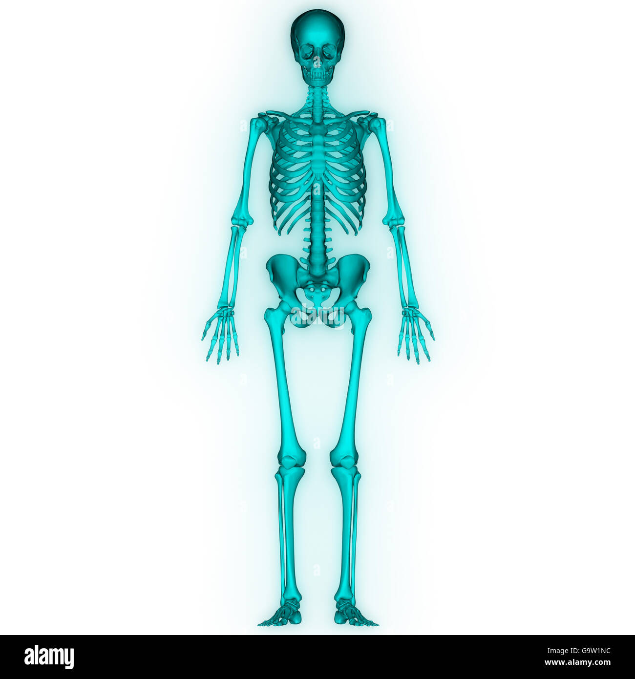 Human Skeleton System Bone Joints Anatomy Stock Photo - Alamy