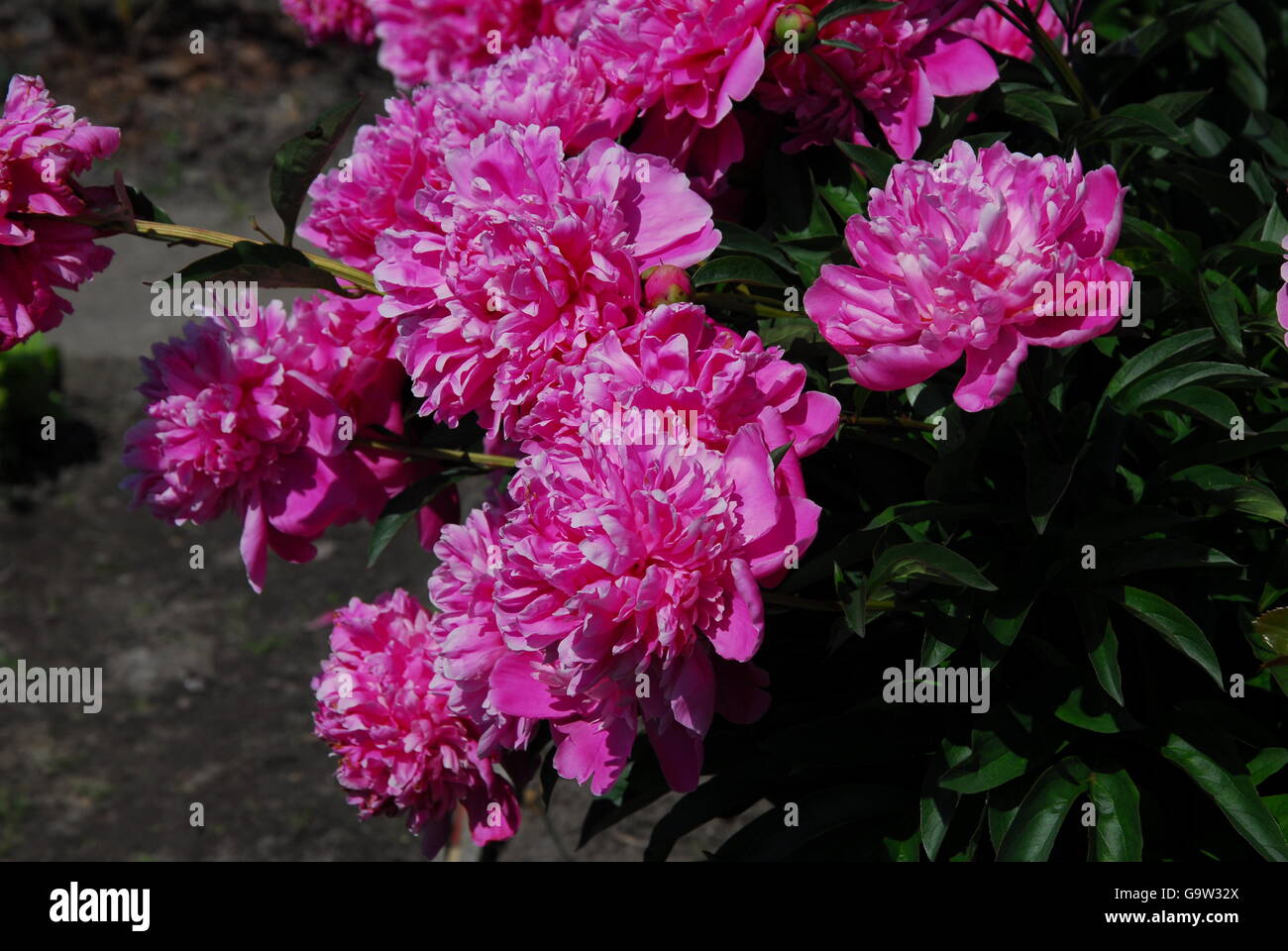 Peony, paeonia veitchii Stock Photo - Alamy