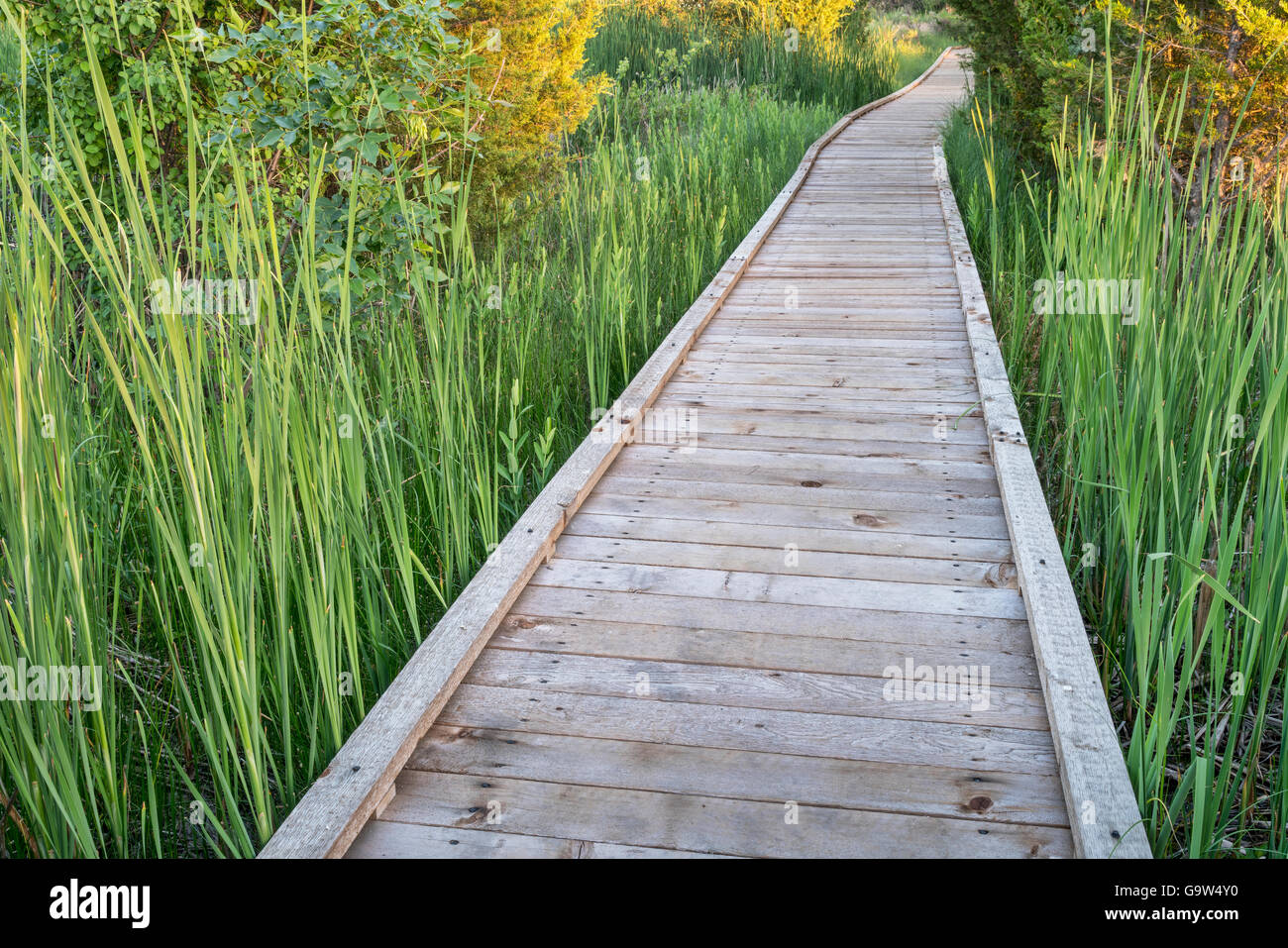 nature trail over swamp - wooden boardwalk path in a early summer ...