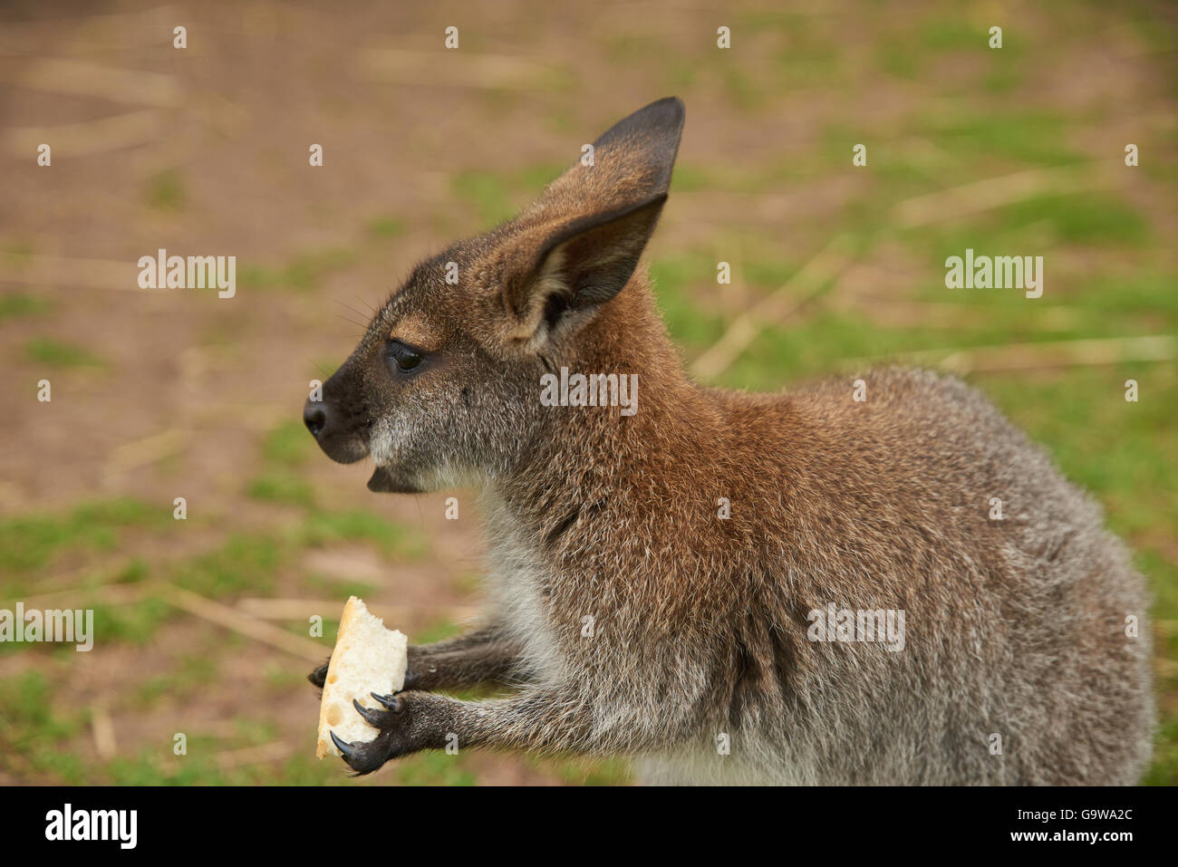 Wallaby eating hi-res stock photography and images - Alamy