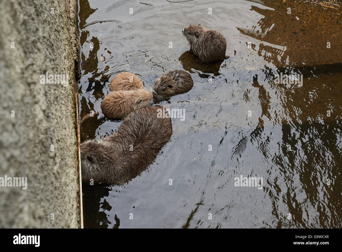 River rat in the water Stock Photo - Alamy