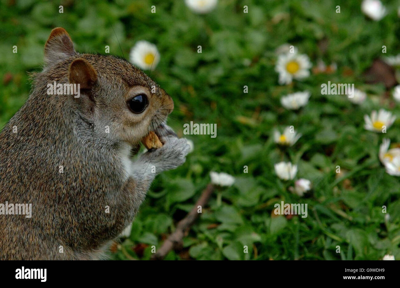 Grey squirrel nibbles nut Stock Photo - Alamy