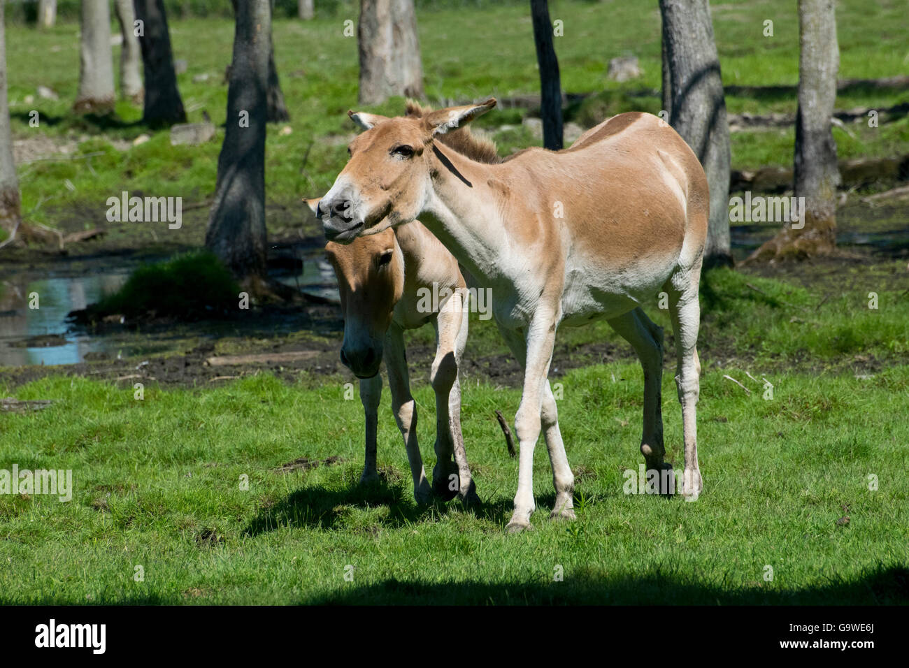 An mother and young Onager at Parc Safari Stock Photo - Alamy