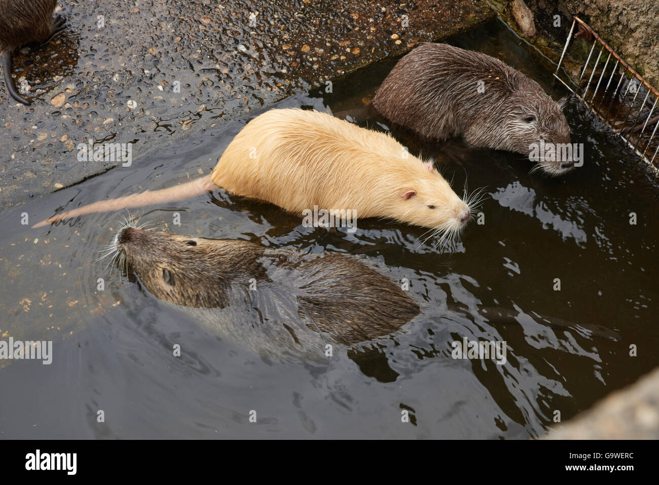River rat in the water Stock Photo - Alamy
