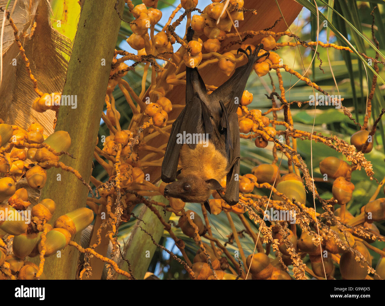 Flying fox hanging from tree hi-res stock photography and images - Alamy