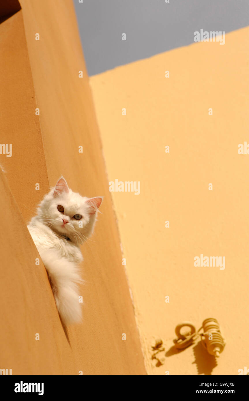 White Cat sitting on window ledge looking down Stock Photo - Alamy