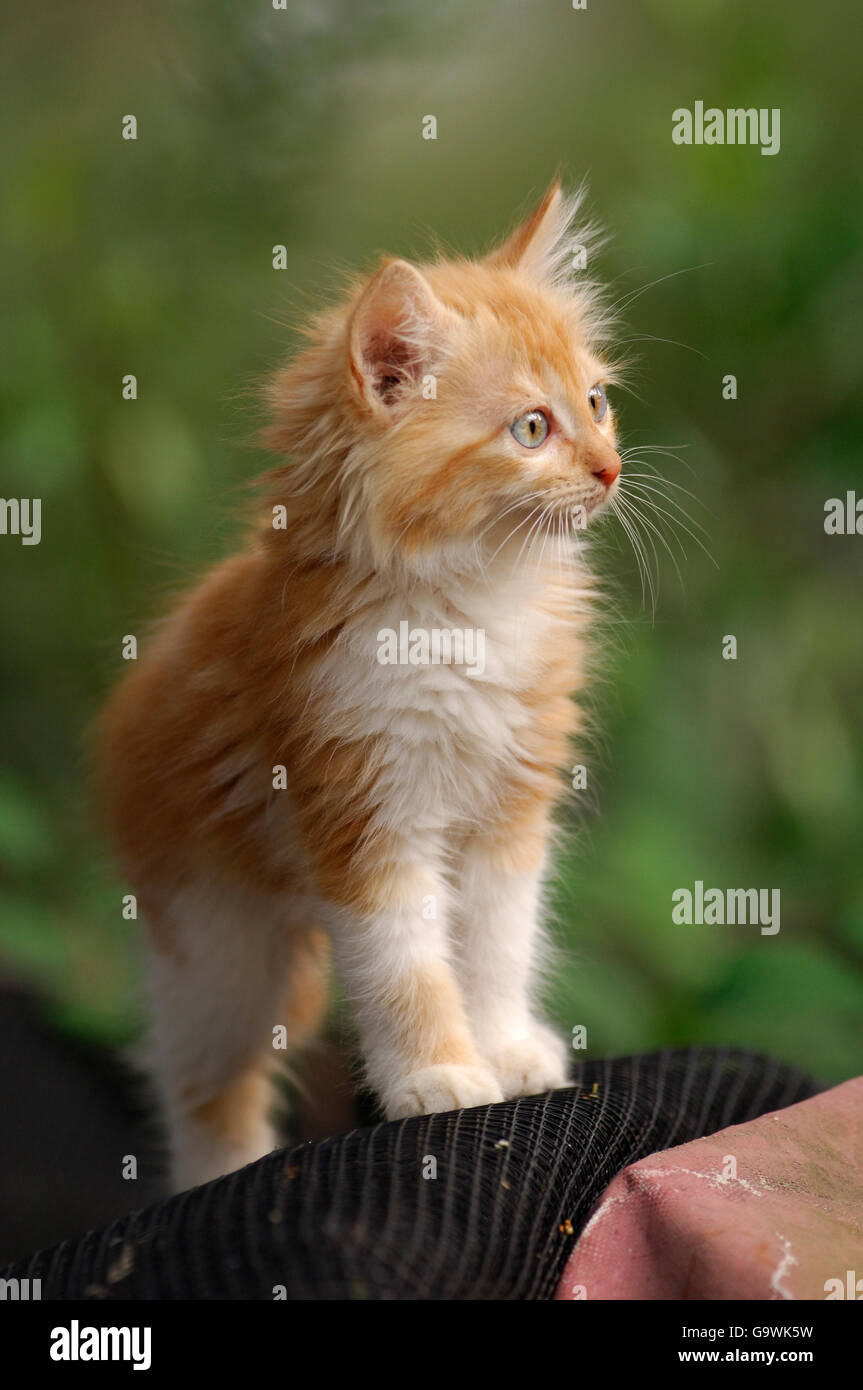 Adventurous kittens hi-res stock photography and images - Alamy