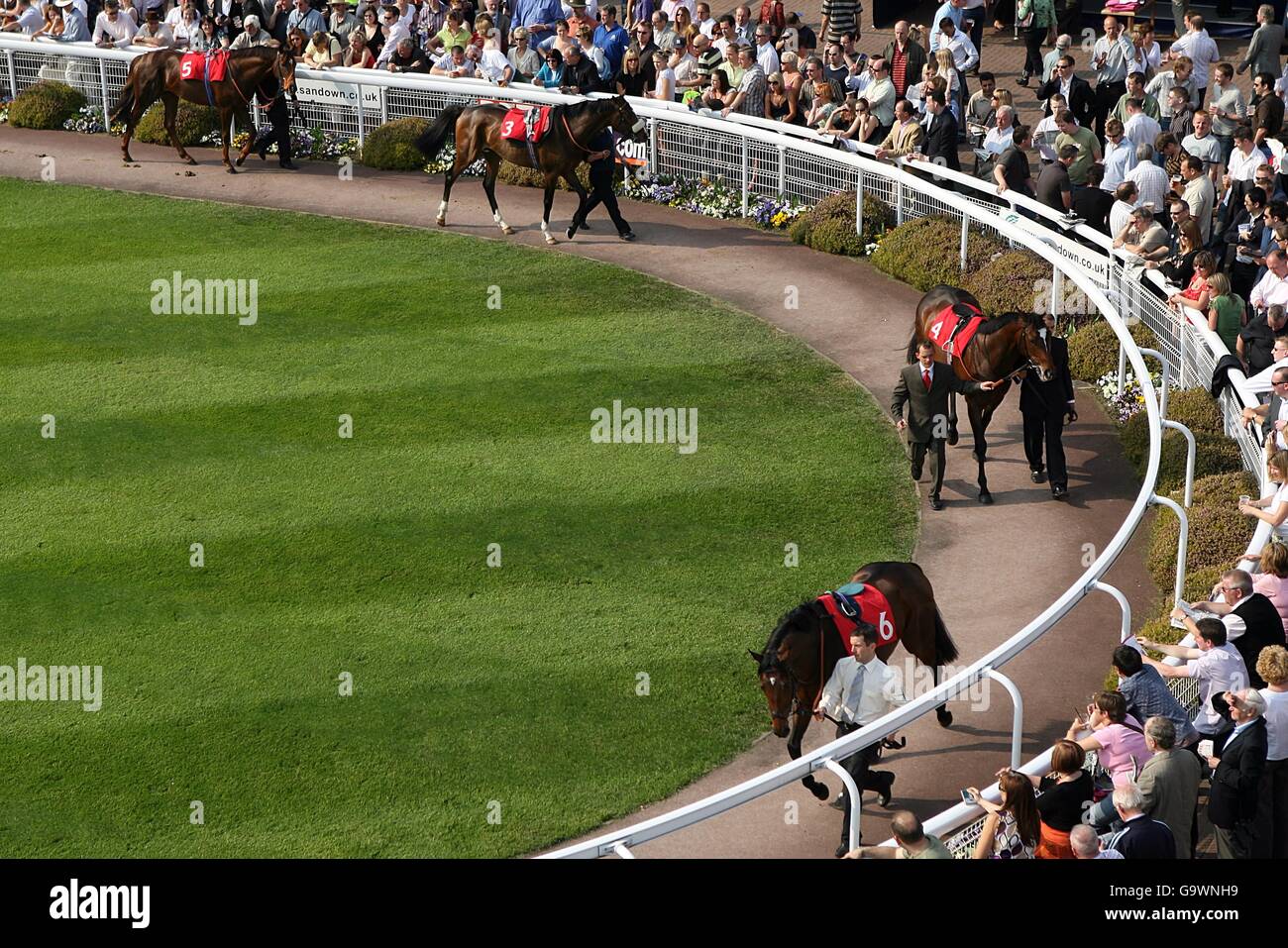 Horses led around parade ring in front pavilion hi-res stock ...