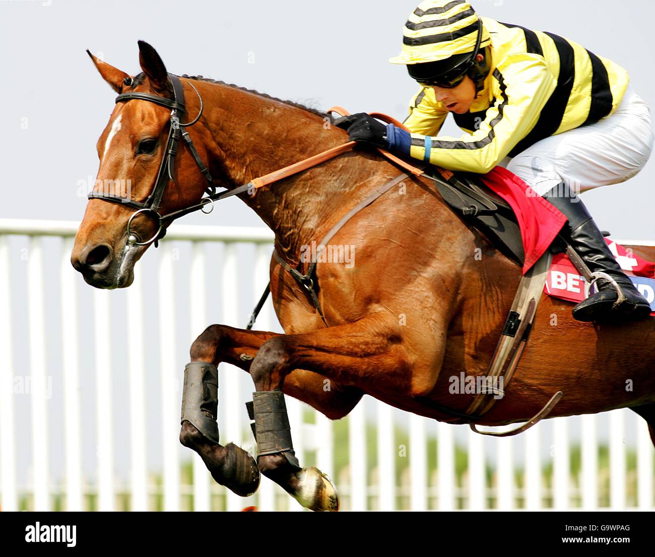 Horse Racing - Betfred Gold Cup Meeting - Sandown Park Stock Photo - Alamy