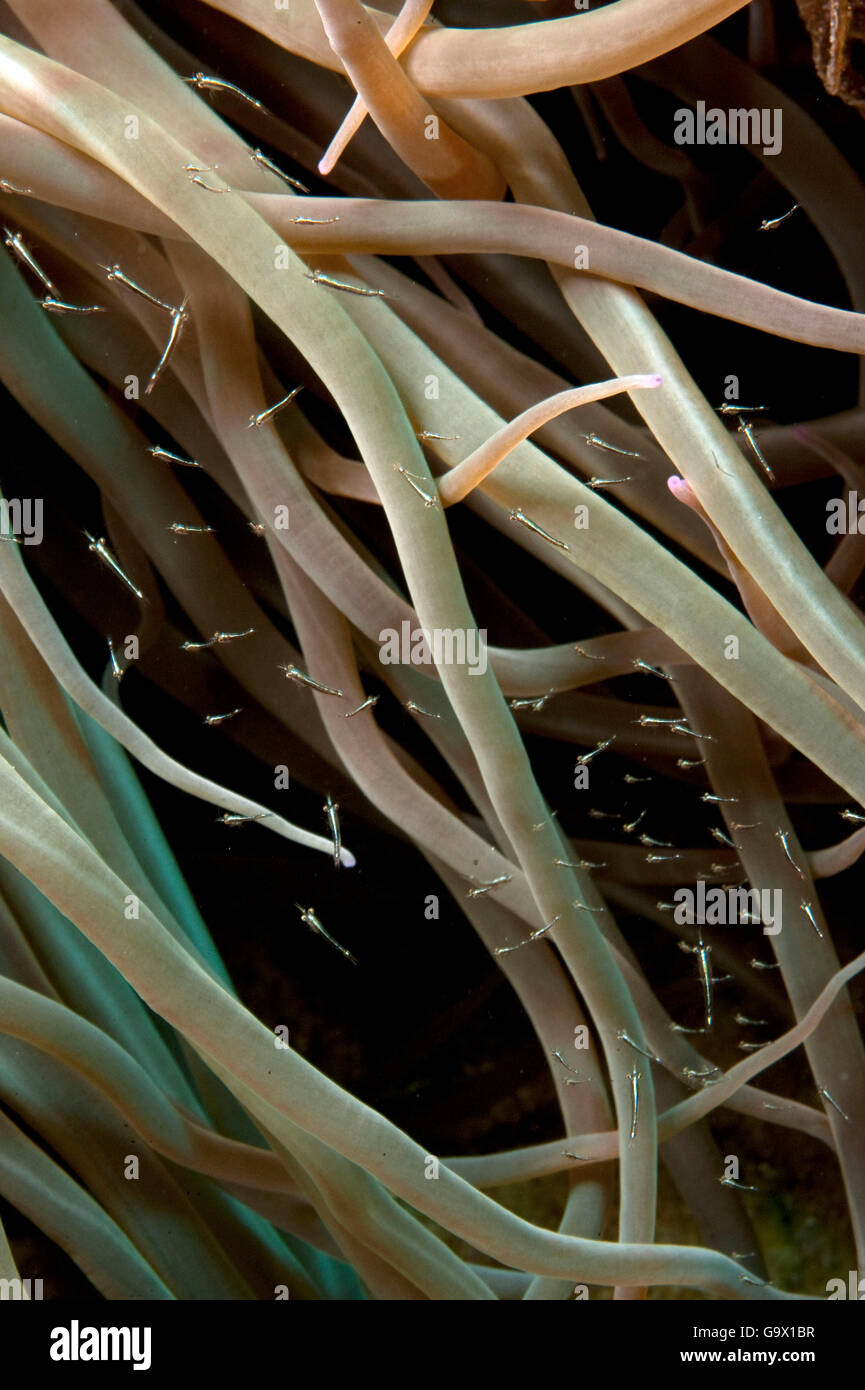 Mediterranean snakelocks sea anemone hi-res stock photography and ...