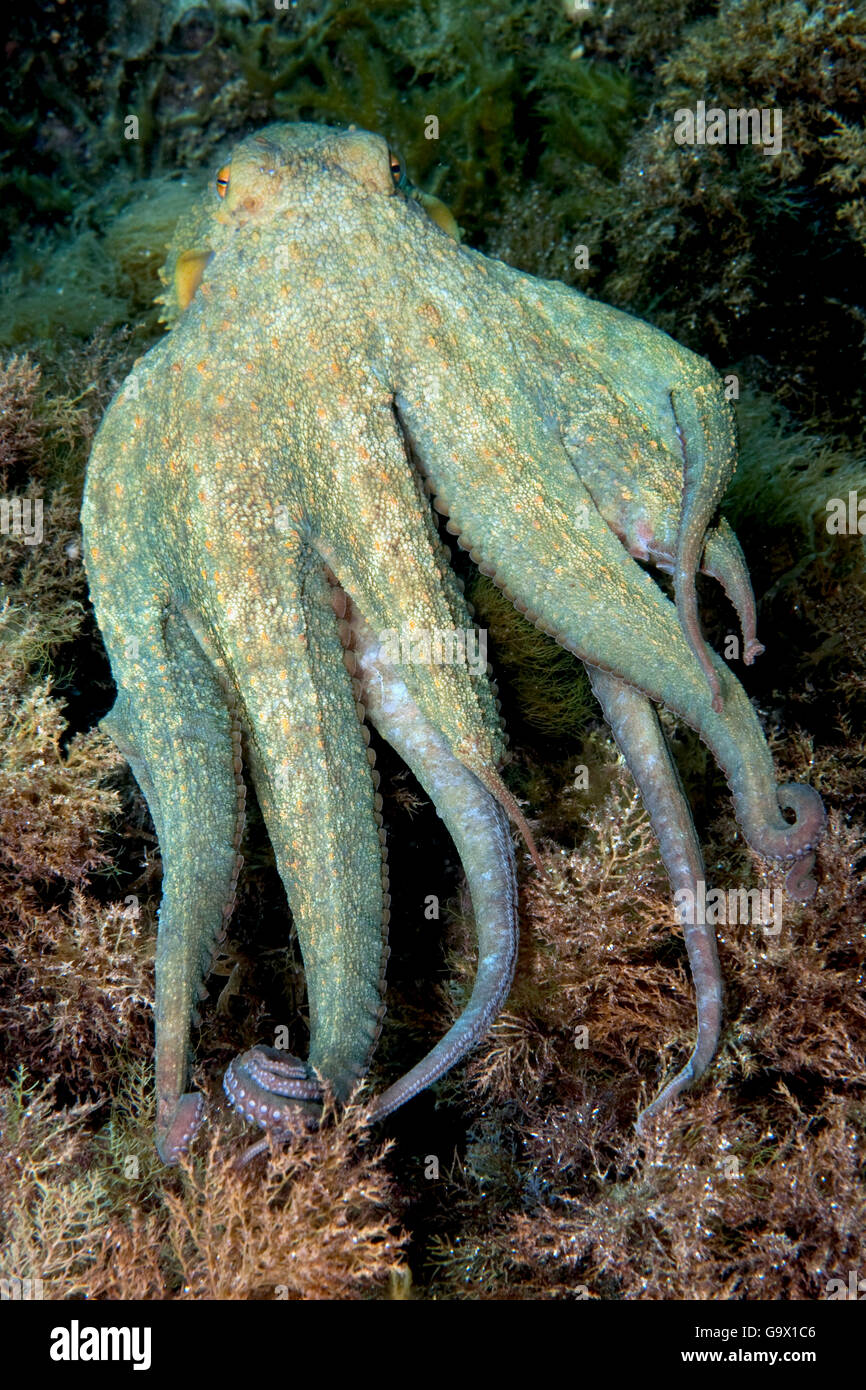 Octopus, mediterranean, Ibiza, Spain / (Octopus vulgaris Stock Photo ...
