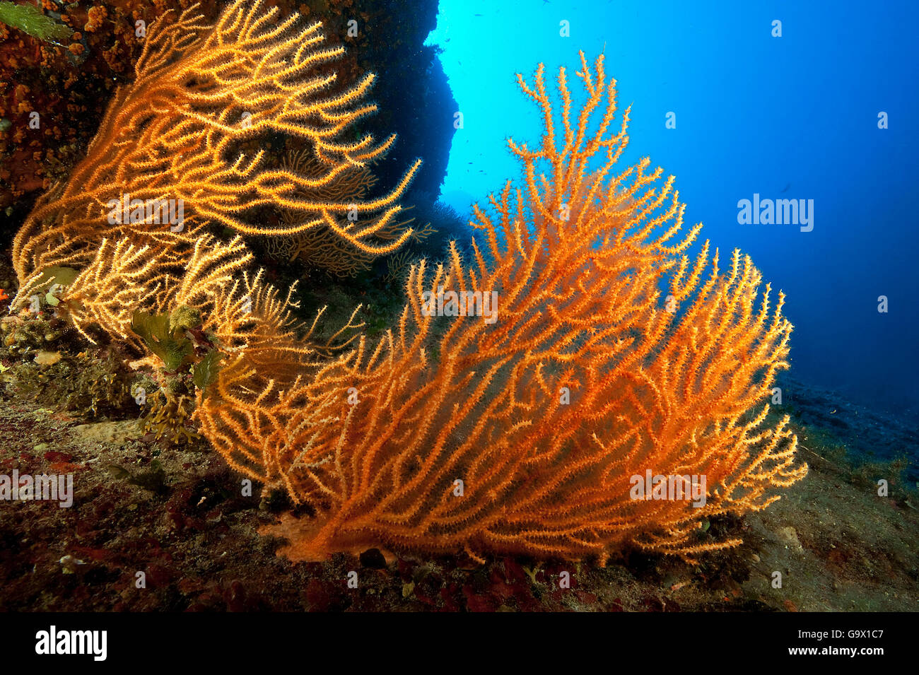 Yellow gorgonia, mediterranean sea fan, fan coral, mediterranean ...