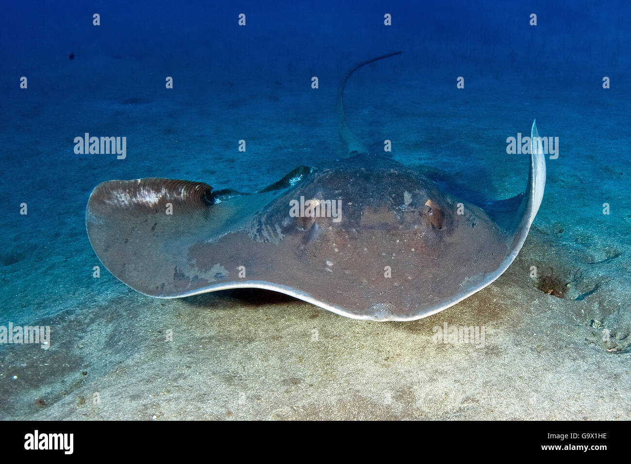Atlantic stingrays hi-res stock photography and images - Alamy