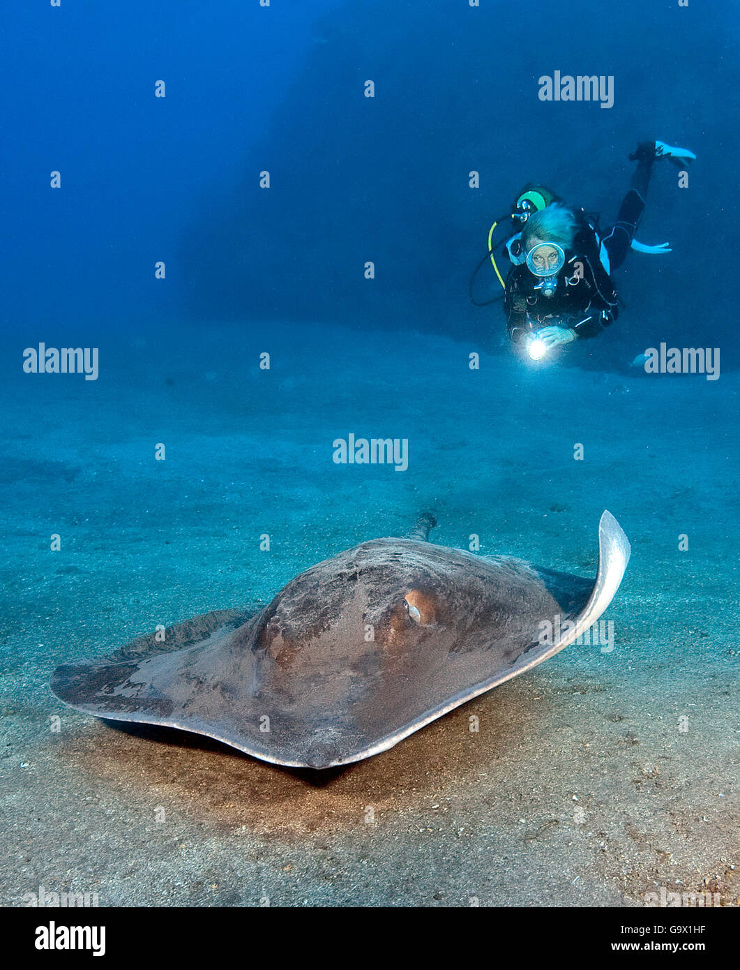 Atlantic Stingray, Canary Islands, Spain, Europe, Atlantic / (Dasyatis ...