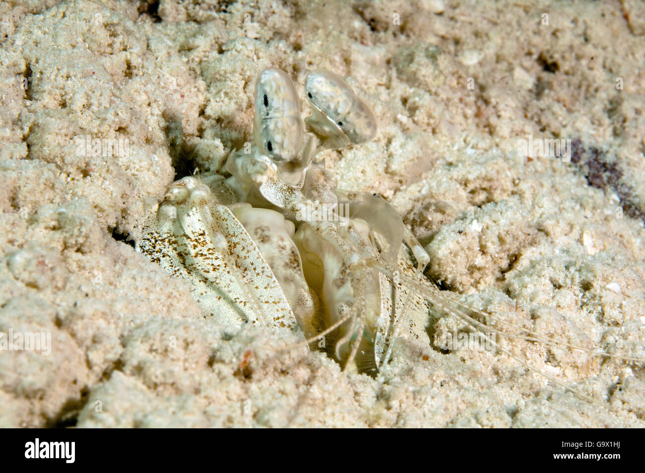 Sand shrimp hi-res stock photography and images - Alamy