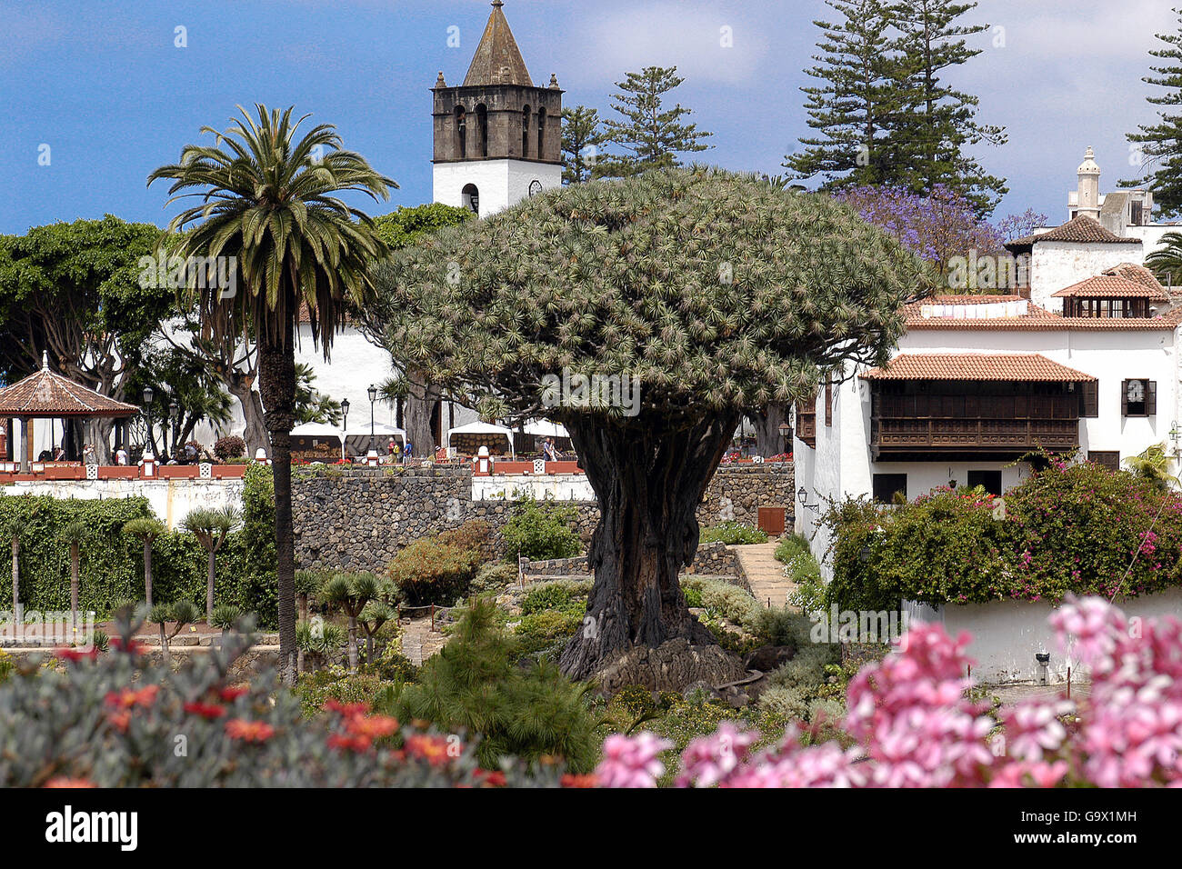 Drago Milenario at Icod de los Vinos, Tenerife, Spain, Canary Islands ...