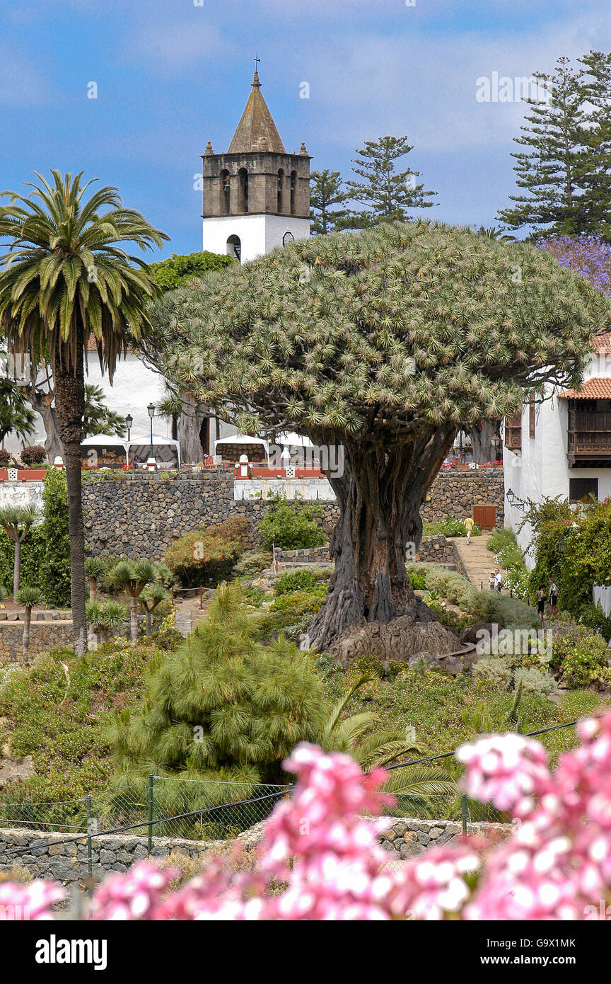 Drago Milenario at Icod de los Vinos, Tenerife, Spain, Canary Islands ...