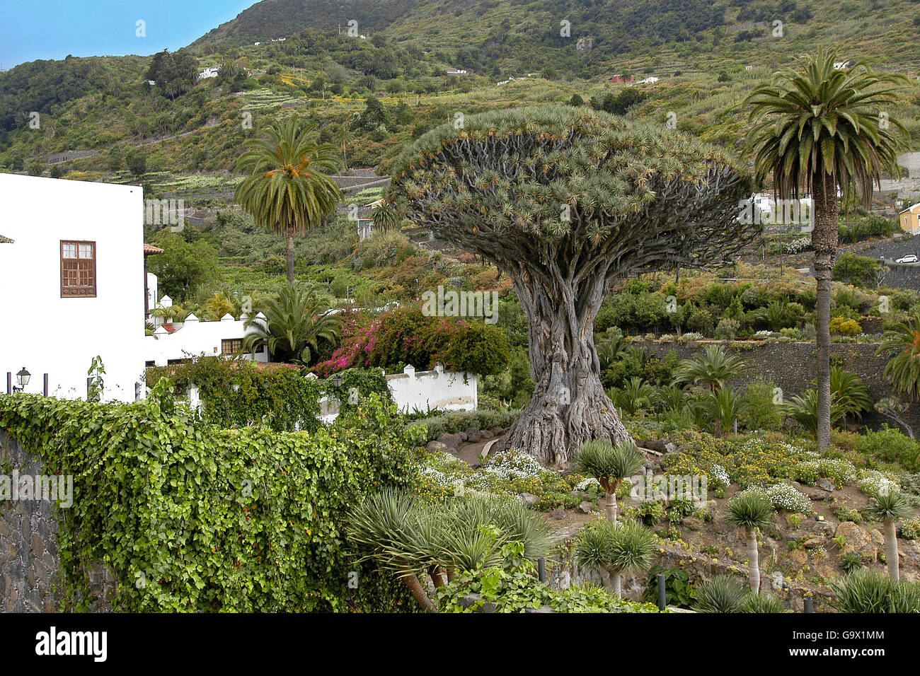Drago Milenario at Icod de los Vinos, Tenerife, Spain, Canary Islands ...