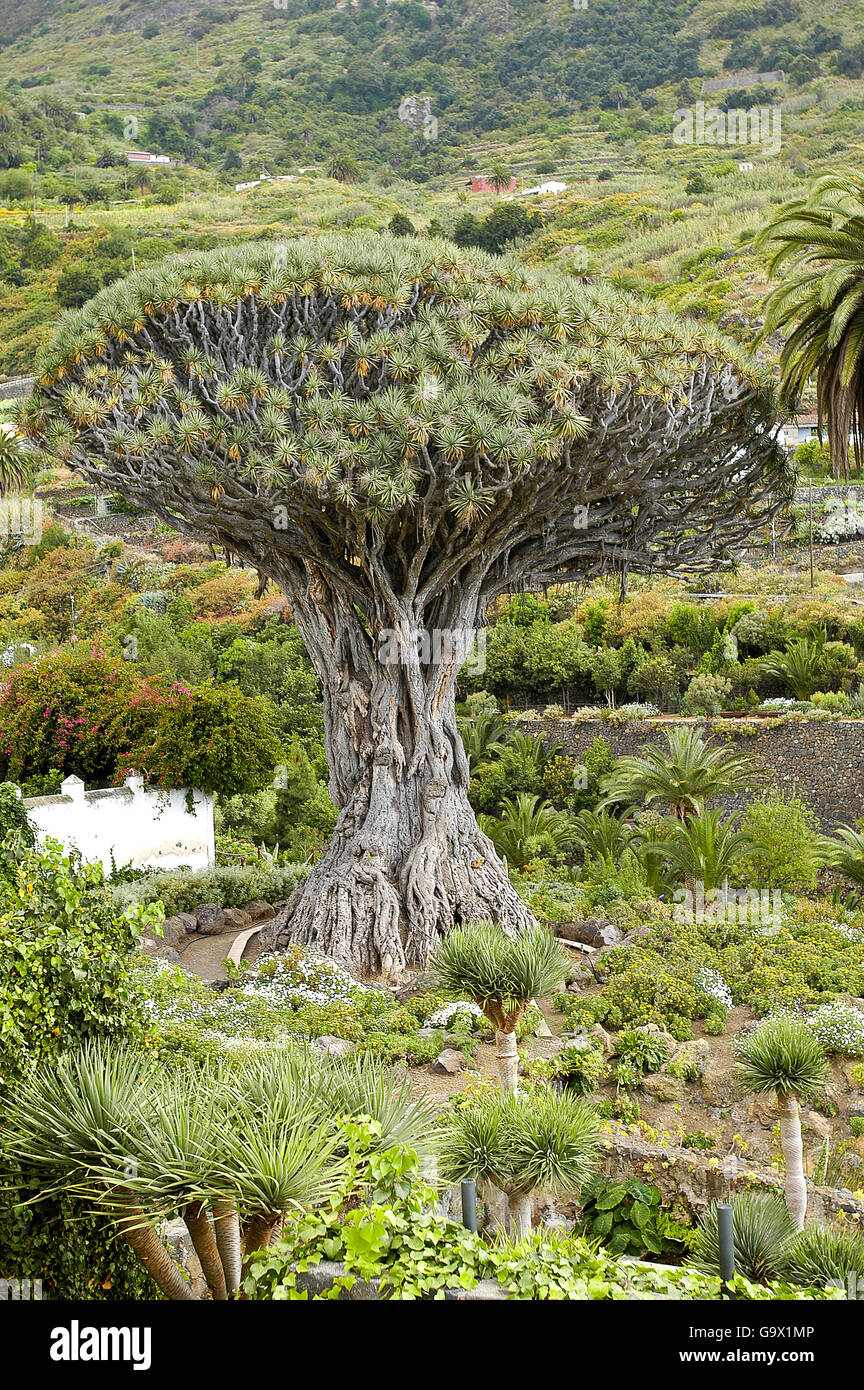 Dragon tree drago milenario icod de hi-res stock photography and images ...