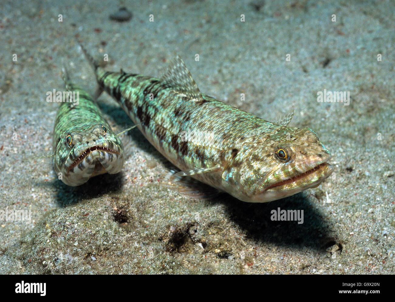 Variegated Lizardfish, Philippines, Southeast Asia, Philippene Sea ...