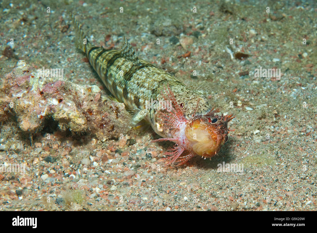 Lizardfish eating prey, Aqaba, Jordan, Middel East, Asia, Red Sea ...