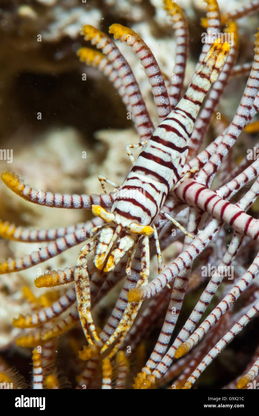 Leopard Crinoid Shrimp / (Laomenes pardus Stock Photo - Alamy