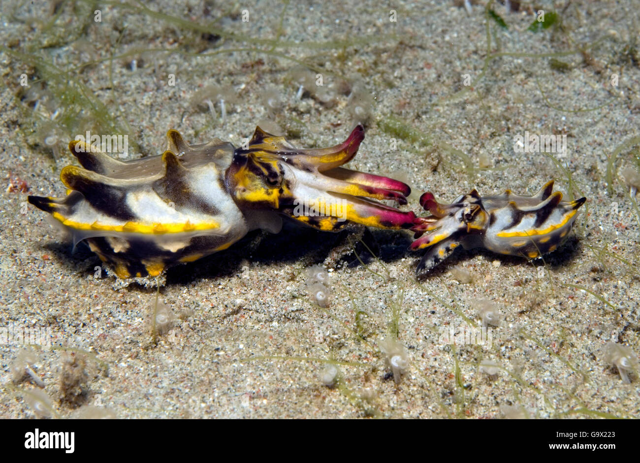 Flamboyant Cuttlefish Mating