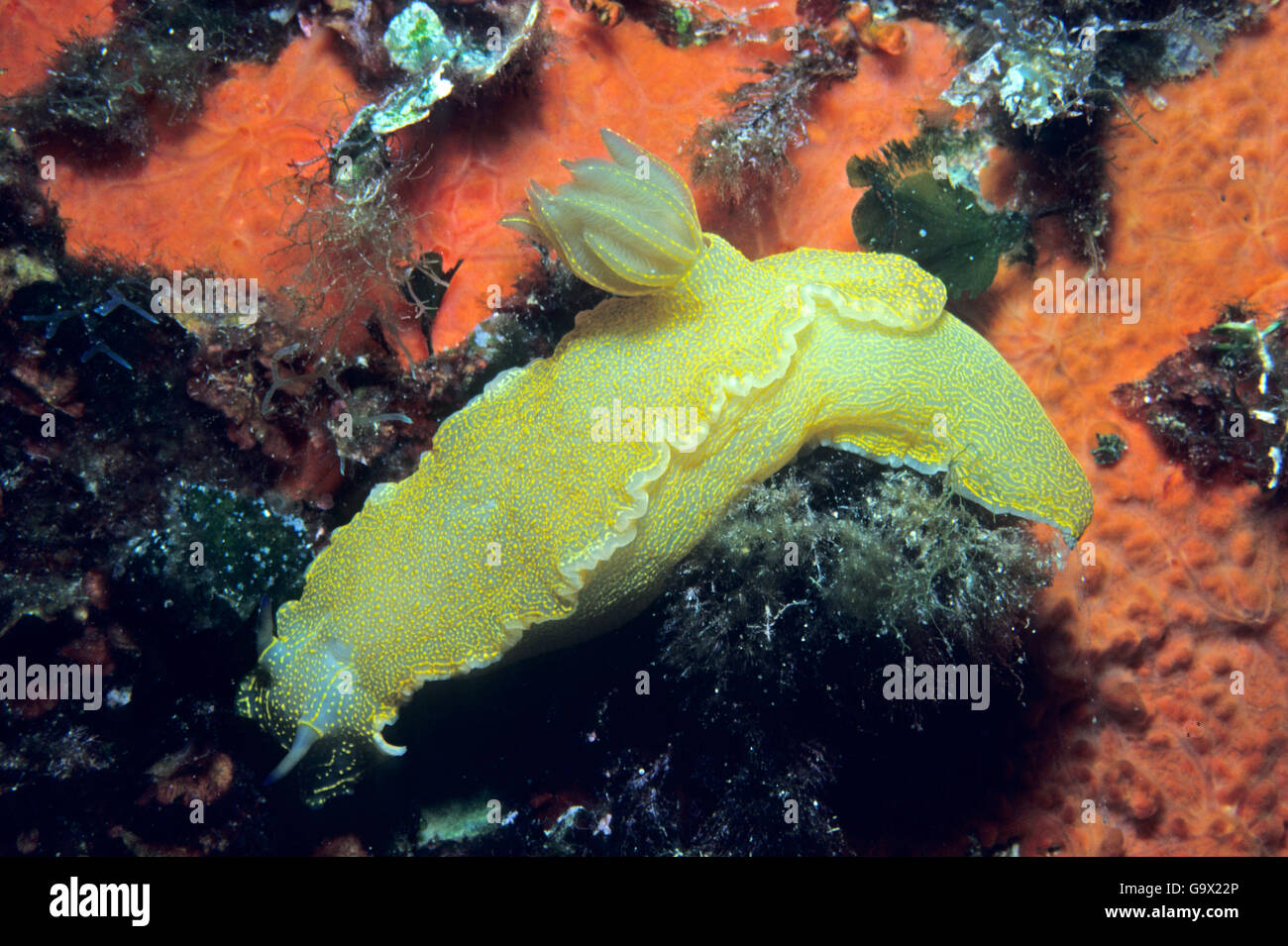 Sea slug, nudibranch, mediterranean / (Hypselodoris elegans Stock Photo ...
