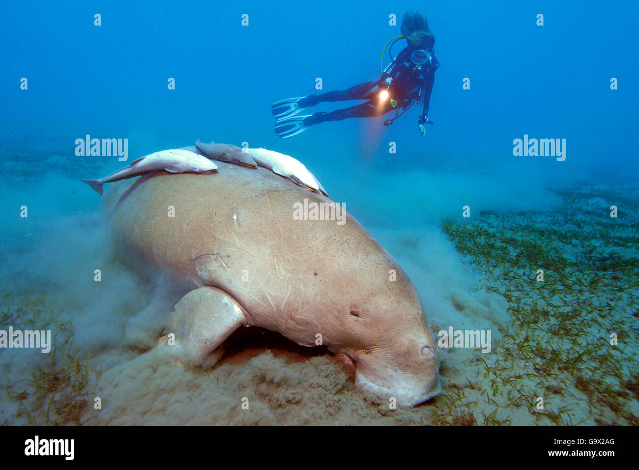 Diver and dugong, Abu Dabab, Marsa Alam, Egypt, Africa, Red Sea ...