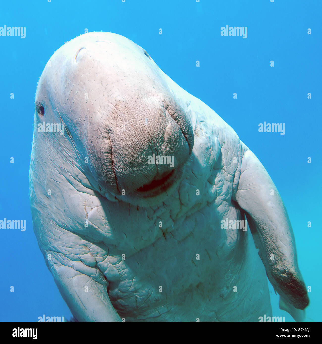 Cute Dugong