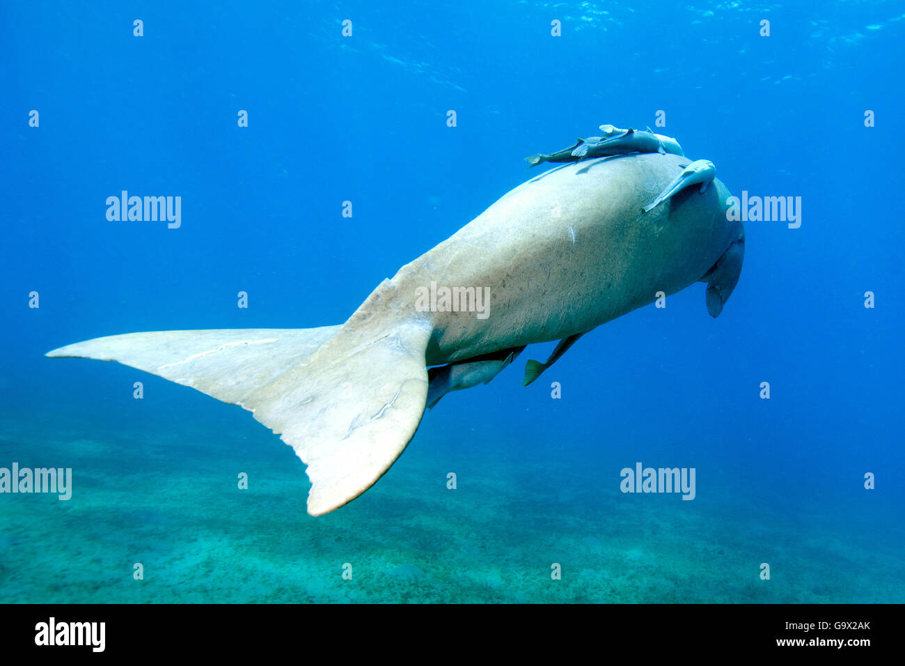 Abu dabab hi-res stock photography and images - Alamy